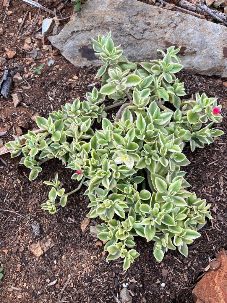 Aptenia cordifolia (Heart-leaf Ice Plant) | BEARNOTCH