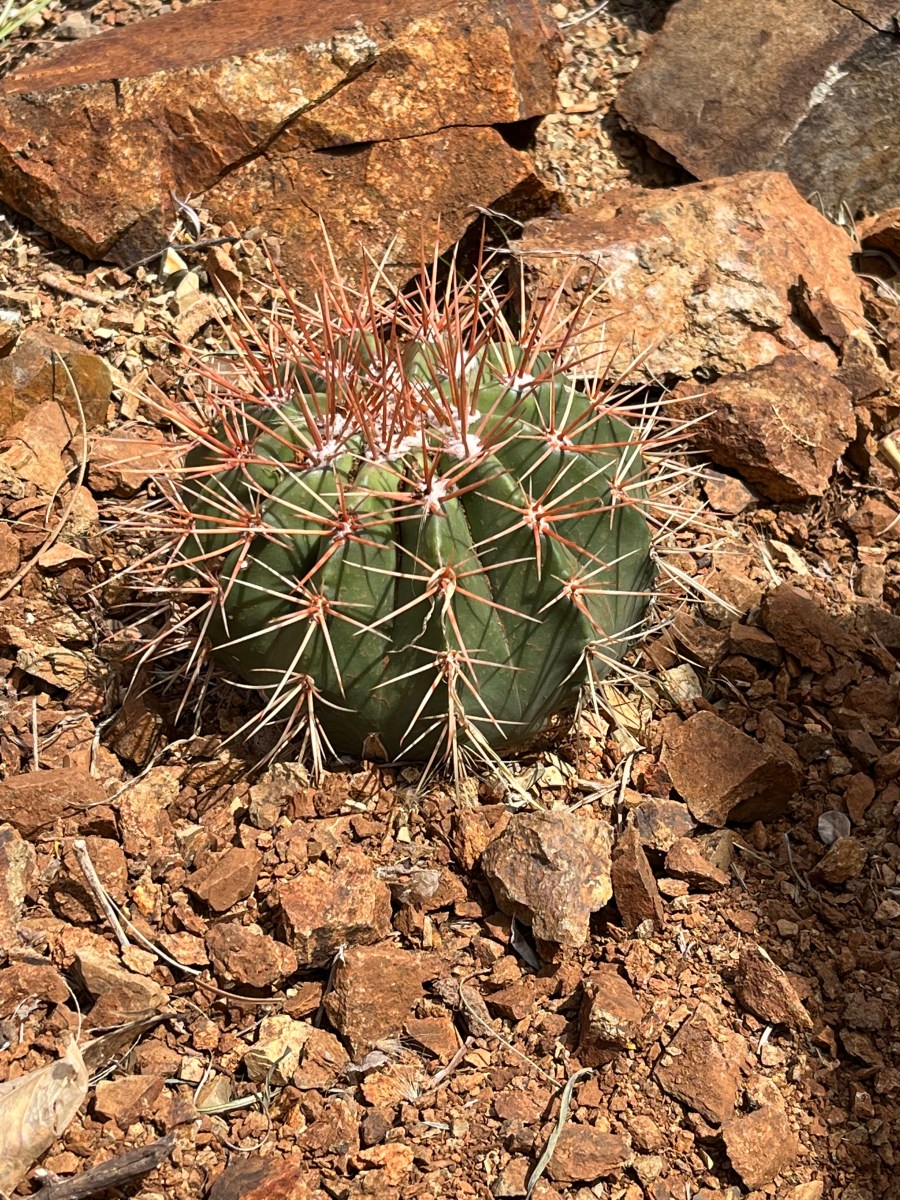 Melocactus intortus (Turk’s Cap Family) * | BEARNOTCH